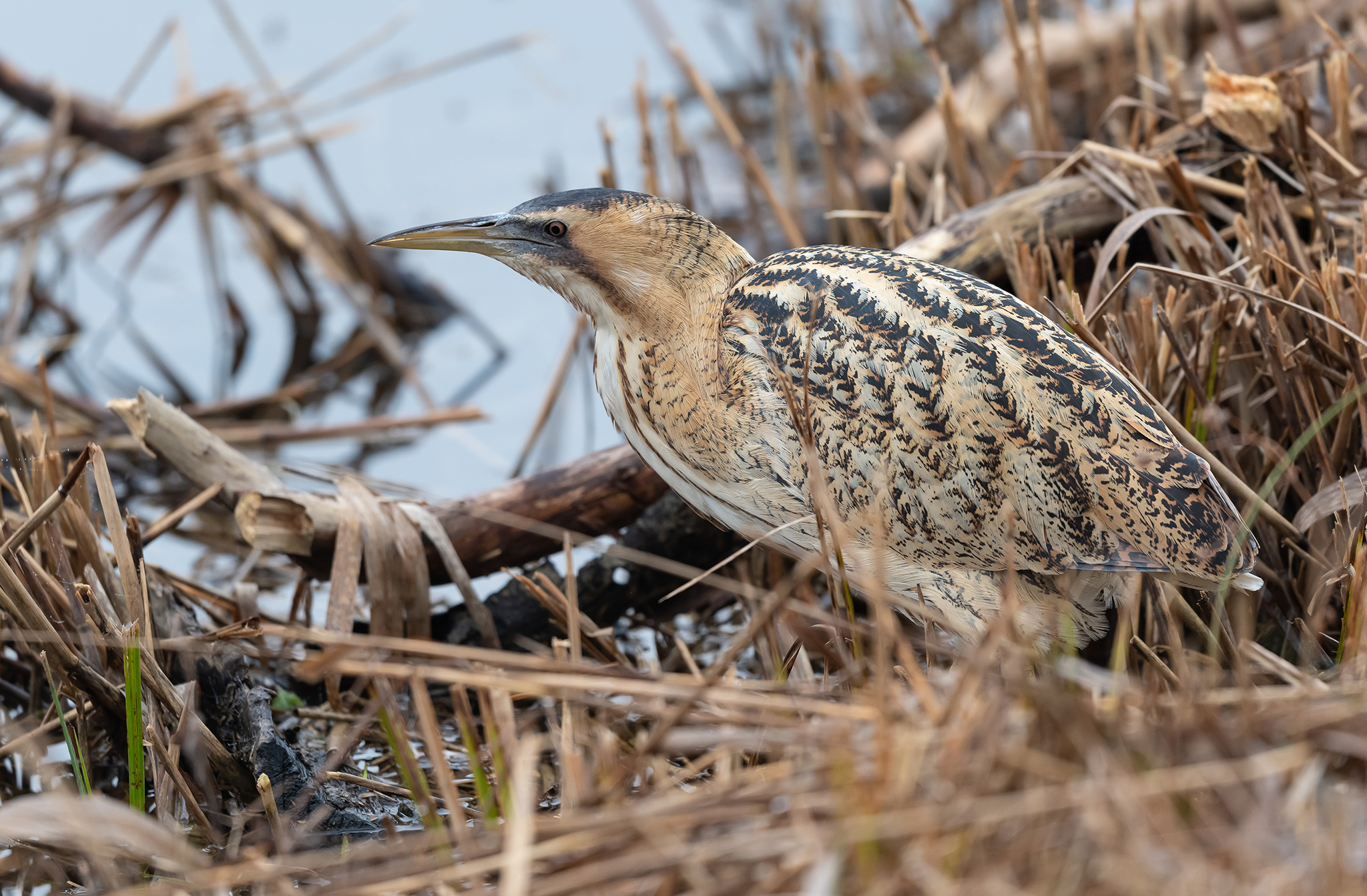 Le butor étoilé du marais de Misery : un jour de chance