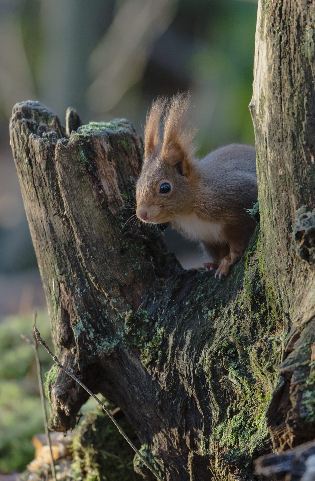 Écureuils roux de la forêt de Meudon - Photographies Dominique Artis