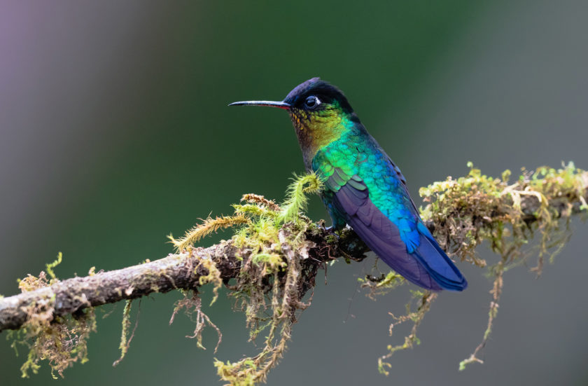 Pays des colibris : le Costa Rica - Photographies Dominique Artis
